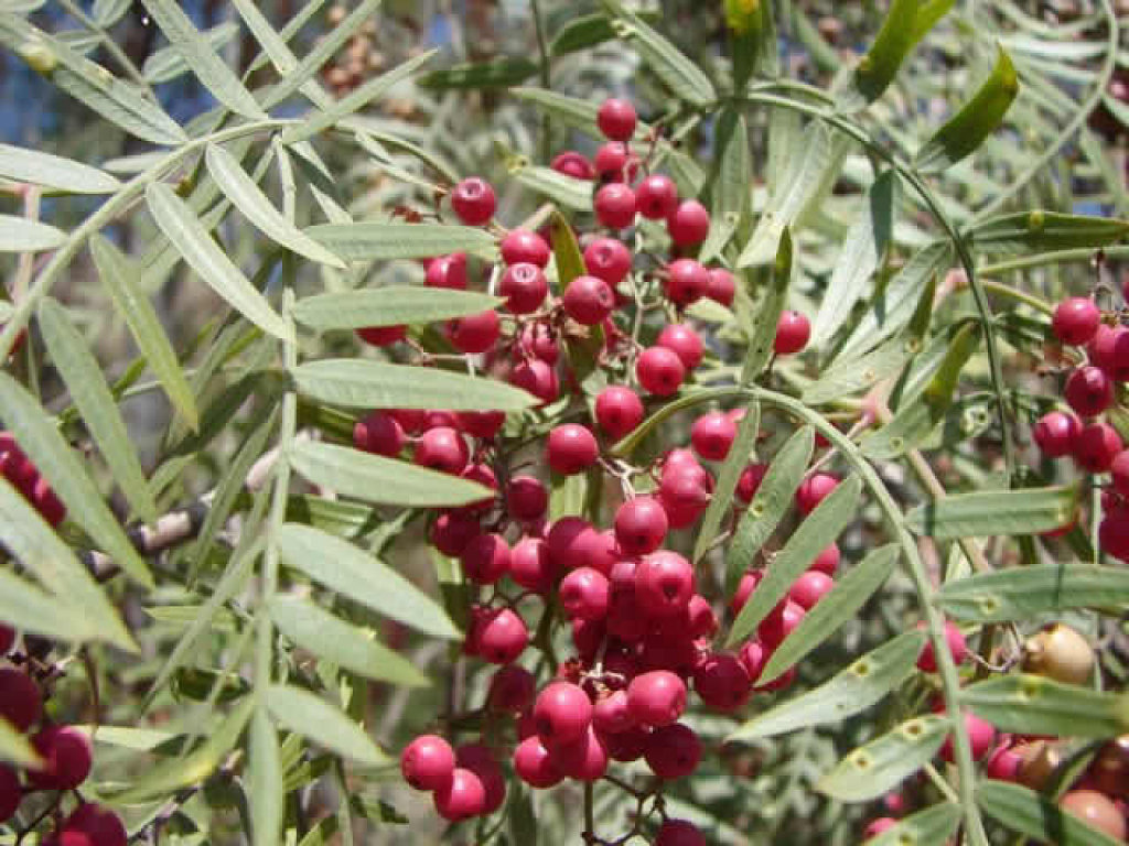 COMO GERMINAR SEMILLAS DE SCHINUS MOLLE - PIMIENTO FALSO ~ EL JARDÍN DE ...