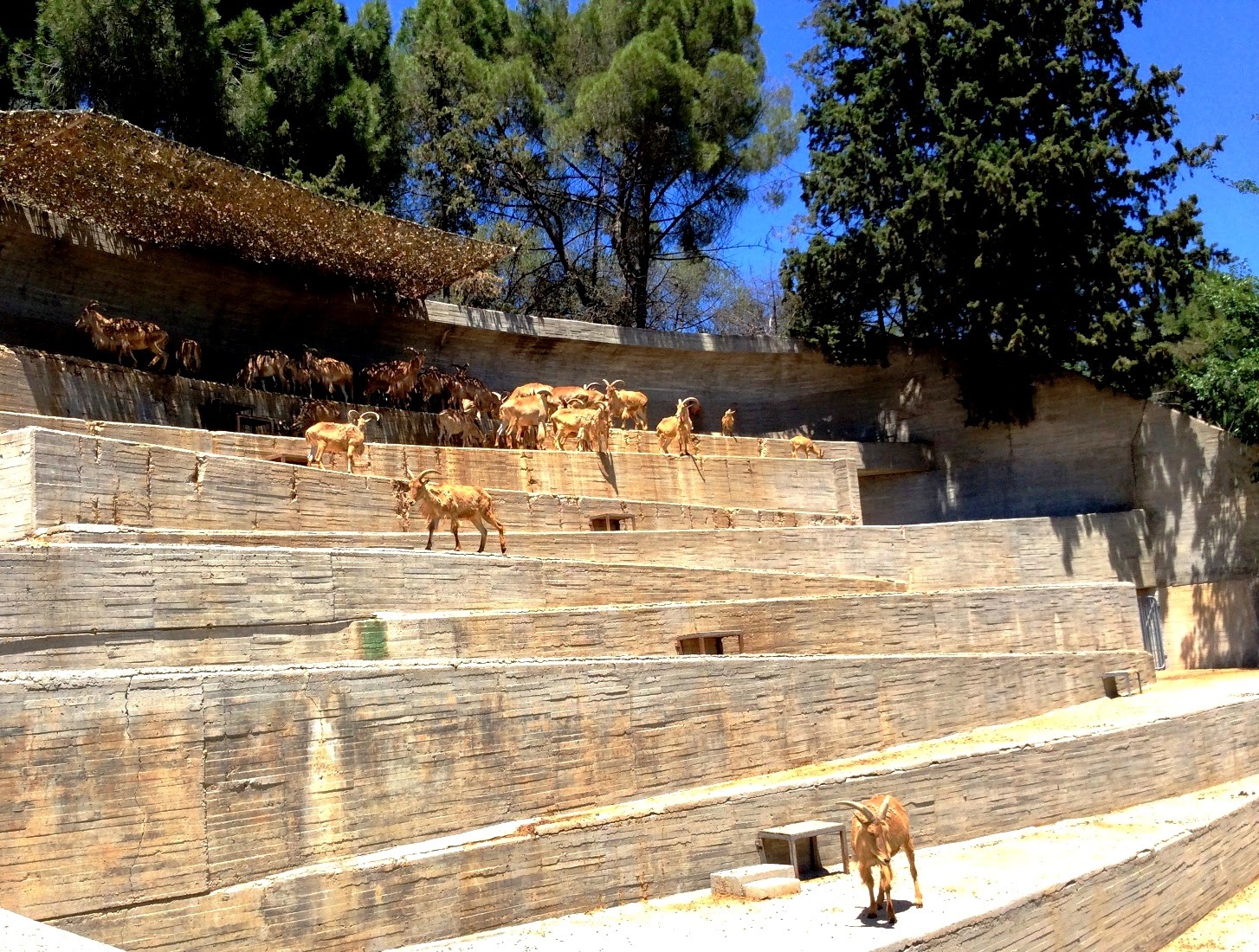 Pasión por Madrid: Zoo de Madrid