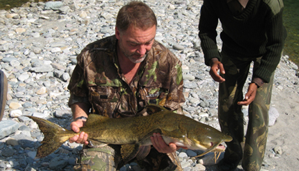 Giant Devil Catfish - The Goonch Catfish: Goonch Catfish Pictures