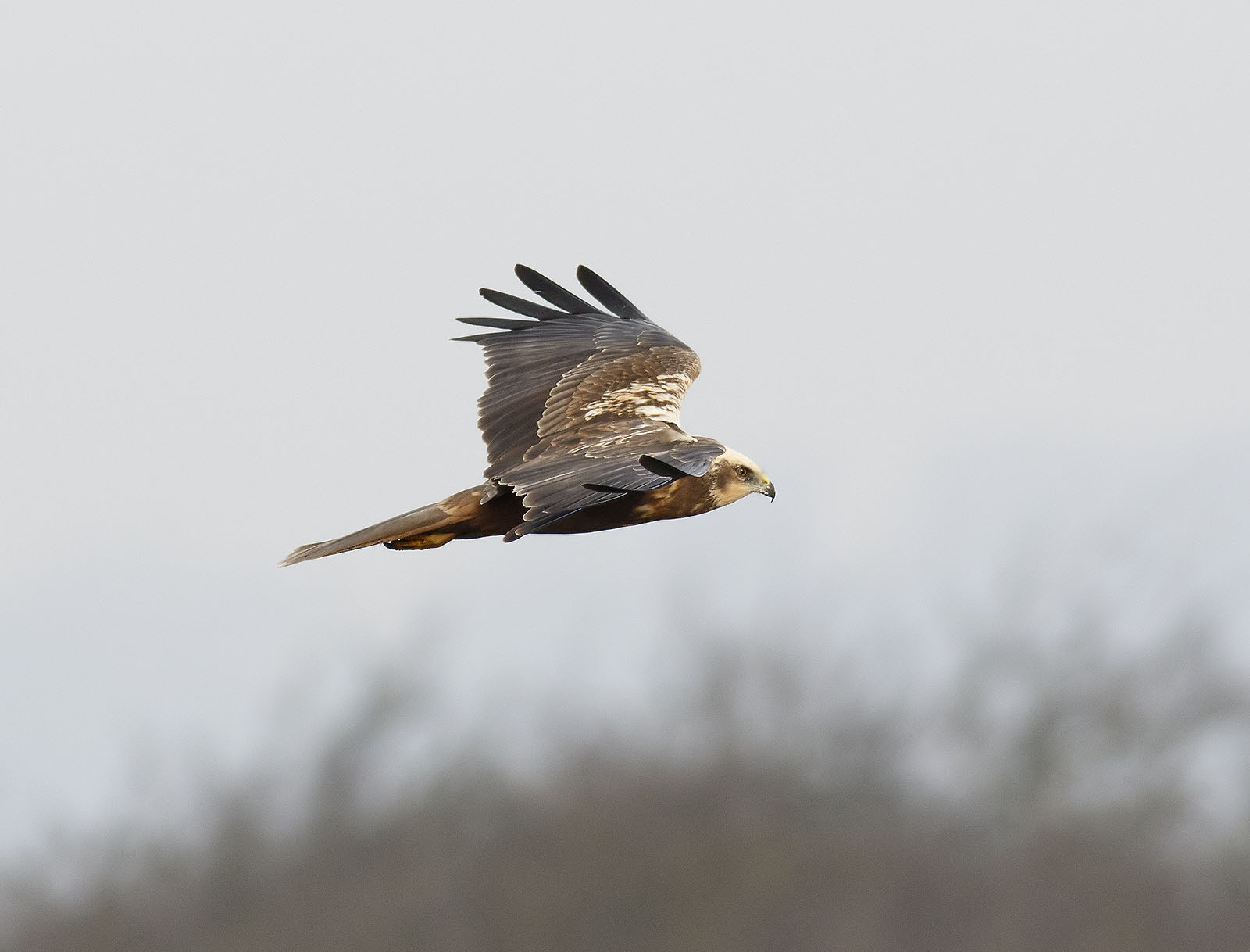 pewit: young male Marsh Harrier Far Ings
