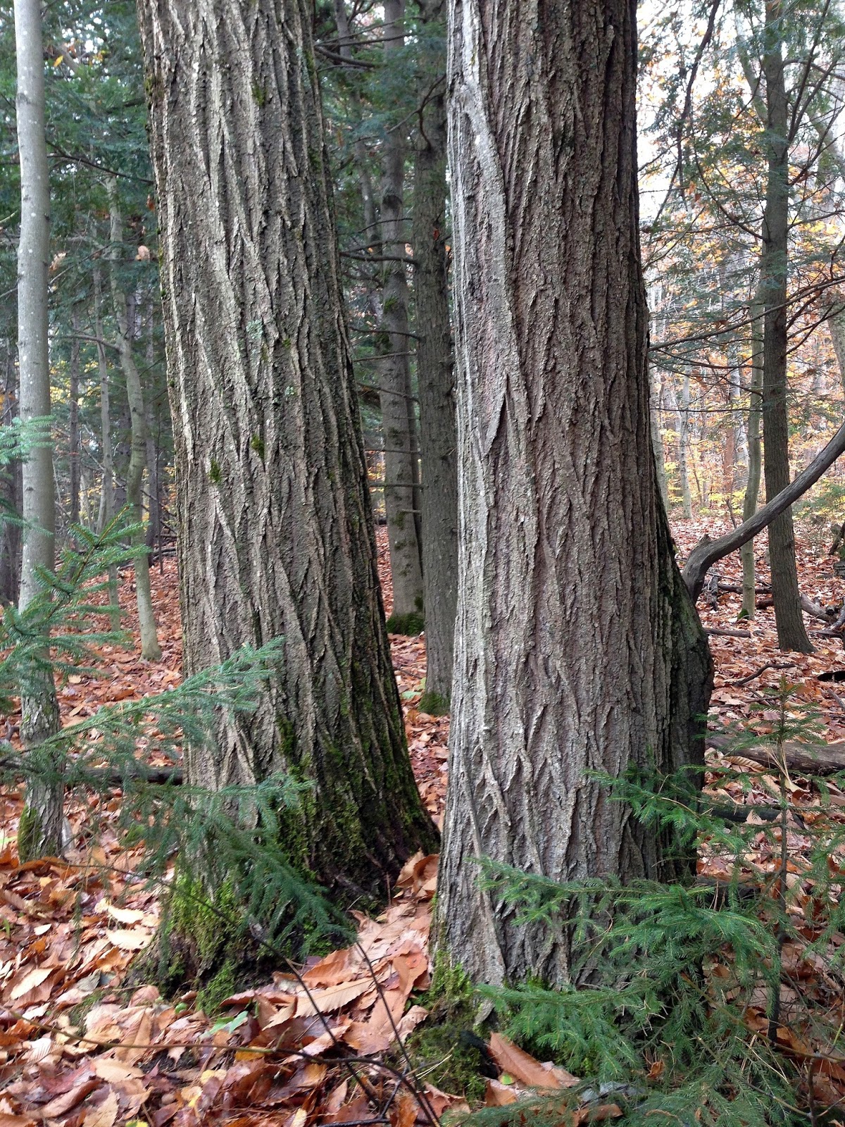 New England Forests: 2017