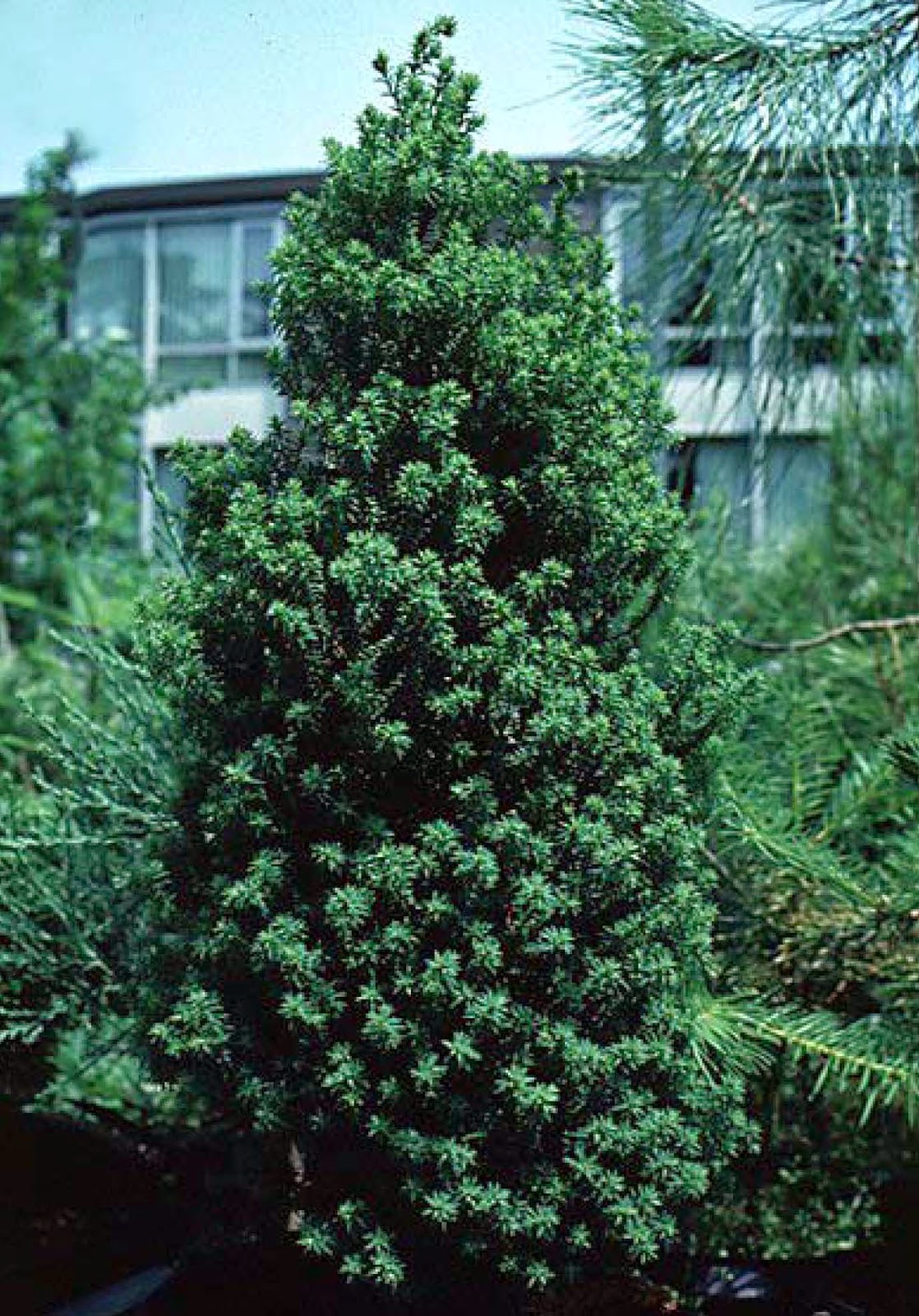 Beechwood Landscape Architecture and Construction: Featured Plant of ...