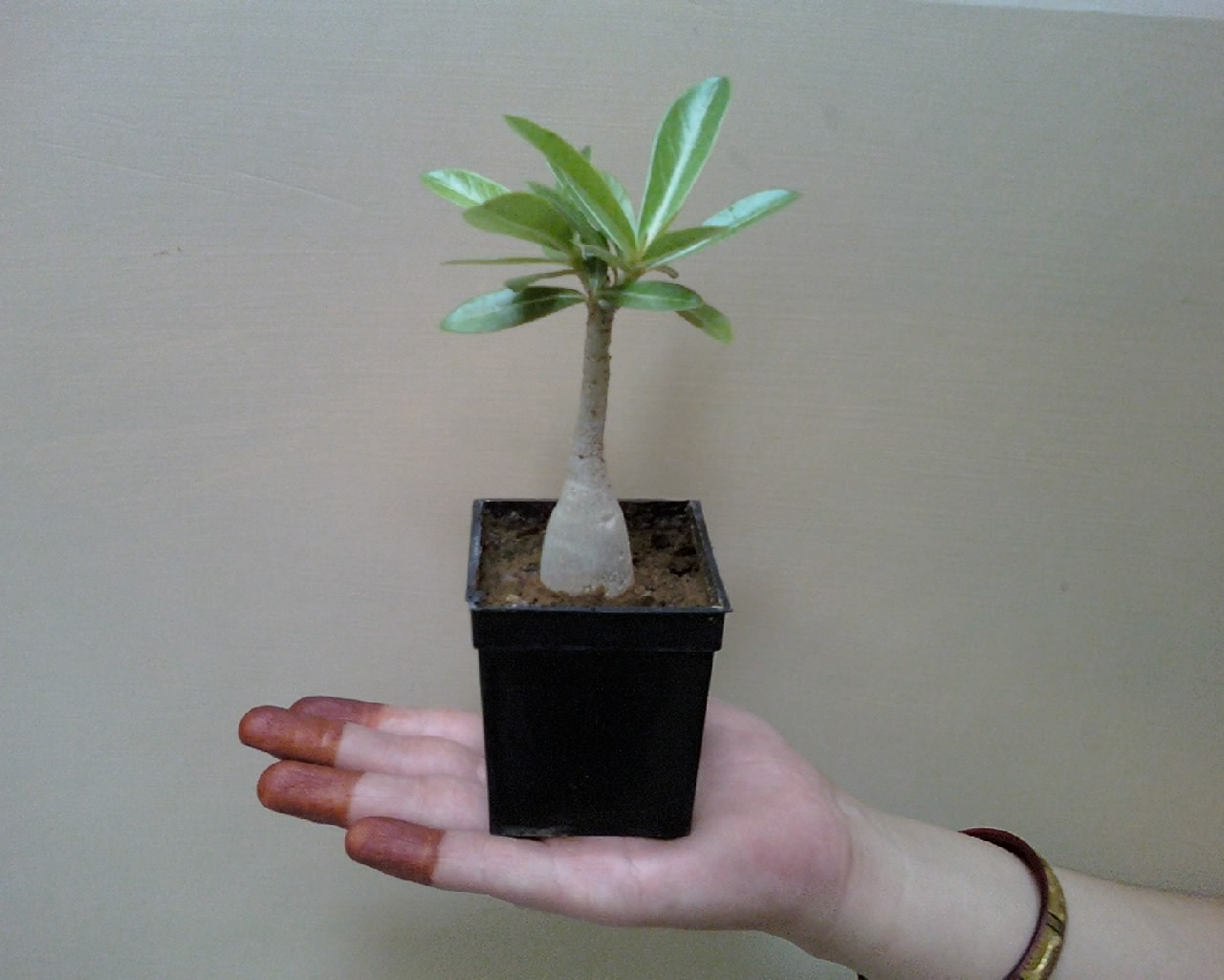 Adenium Bonsai Obesum Desert Rose Rajasthan Jaipur Bonsai Adenium Plant