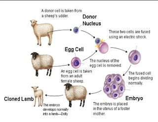 Apa Kloning Itu? Pengertian Kloning Lengkap | Softjan