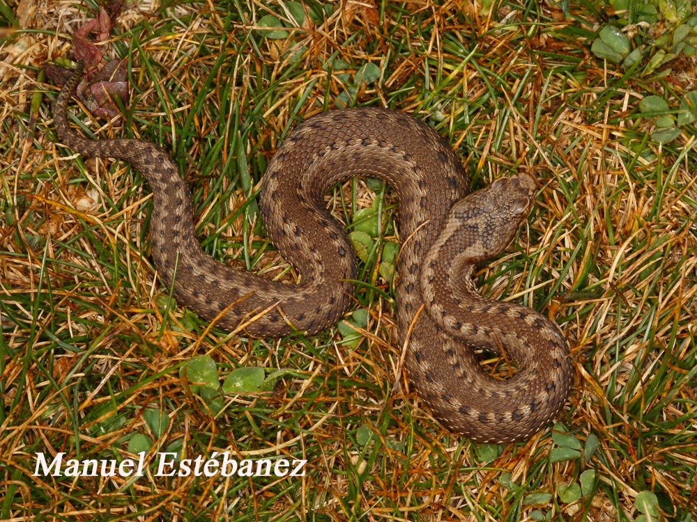 Miradas Cantábricas: Vibora de Seoane (Vipera seoanei)