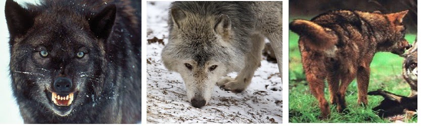 El blog de 2ºA y 2ºB: Proyecto : LOBOS. Partes del cuerpo.