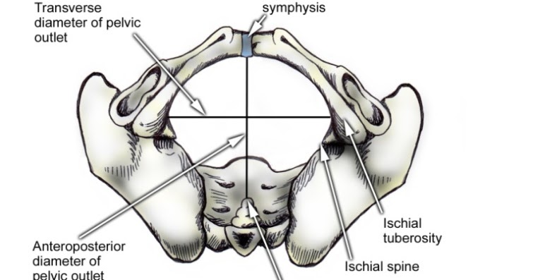 NIME - Dedicated Medical PG Institute: The smallest anteroposterior ...