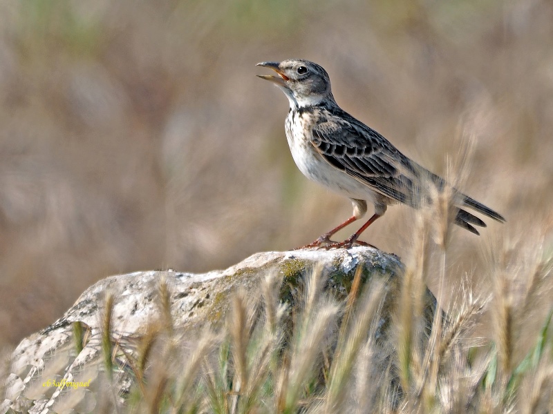 MIS AMIGAS LAS AVES: Calandria común (Melanocorypha calandra)