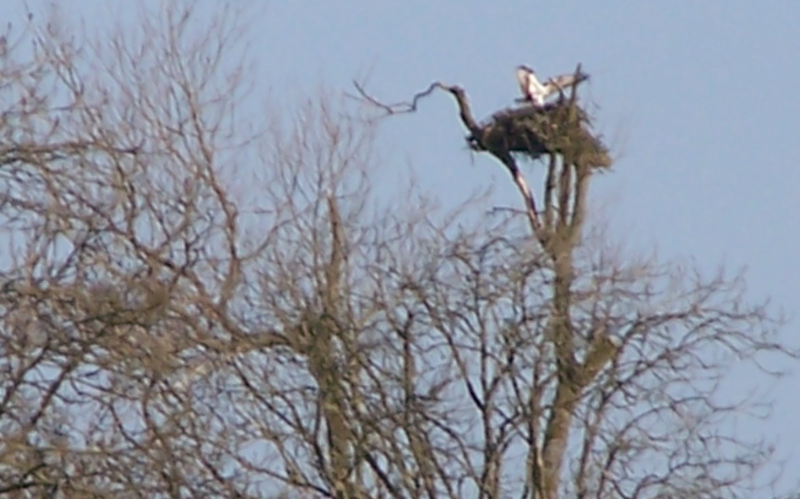Last of the Westland Whigs: Osprey Threave, Castle Douglas 1 April 12