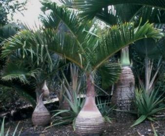 D'GREEN GARDEN SAMARINDA: Palem Botol