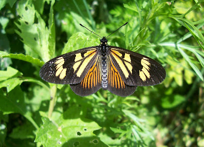 Con plantas nativas, vuelven las mariposas a tu barrio: Mariposas de la ...
