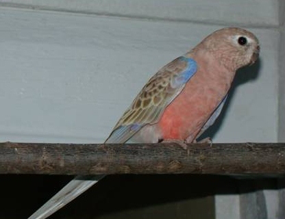The Splendid Bourke Bird Blog: Avian Genetics, Bourke Parakeets by Su Yin