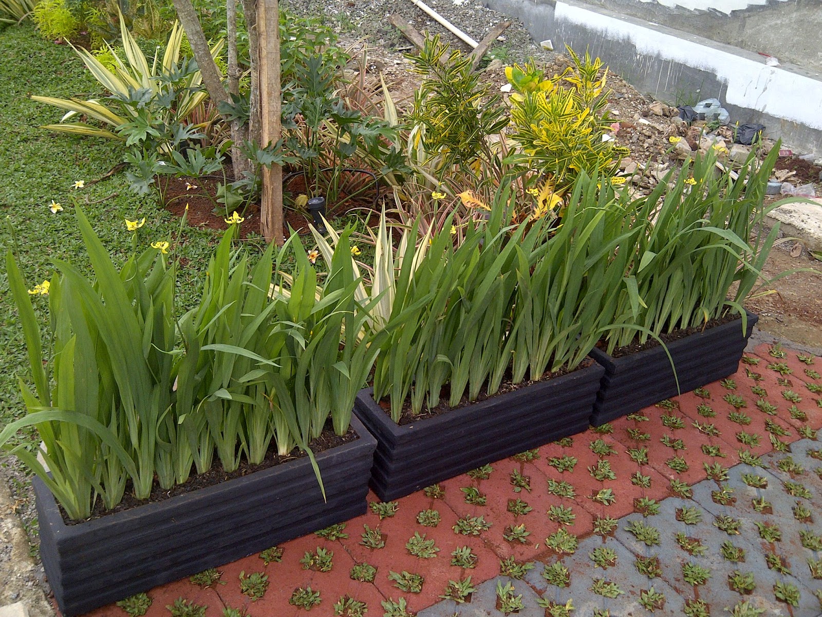 tukang taman distributor rumput | DISTRIBUTOR BIJI RUMPUT DAN RUMPUT ...