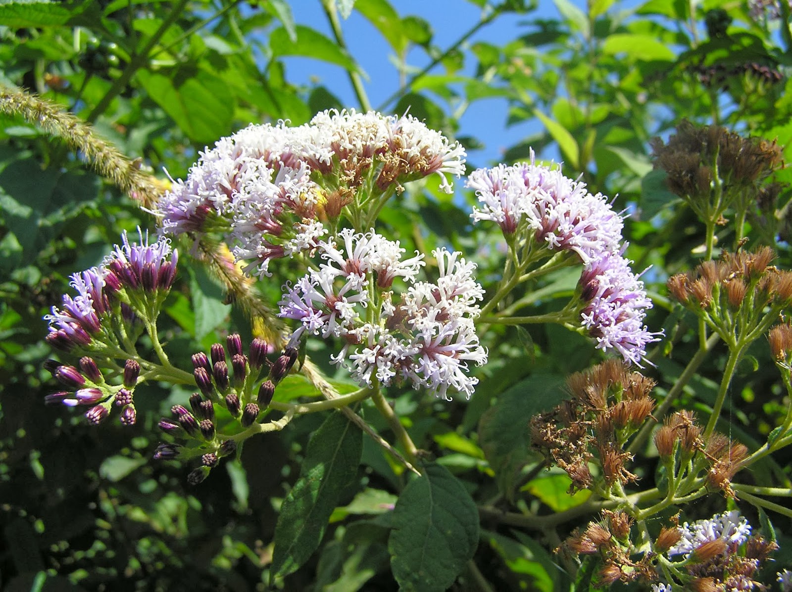 Earth on the Wing: Flowers of Rwanda