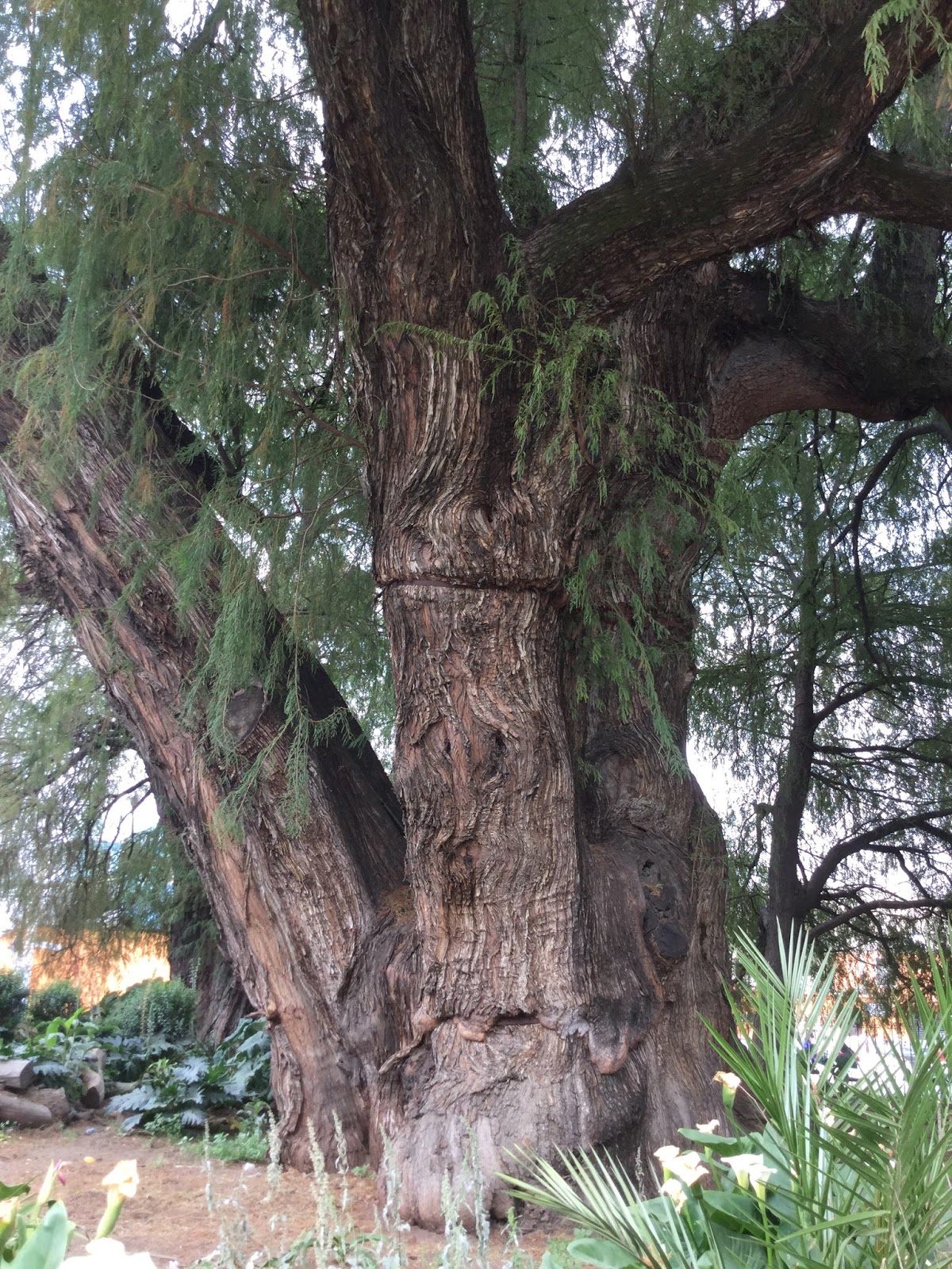 VENERABLES ÁRBOLES : Sabino de Xochimilco