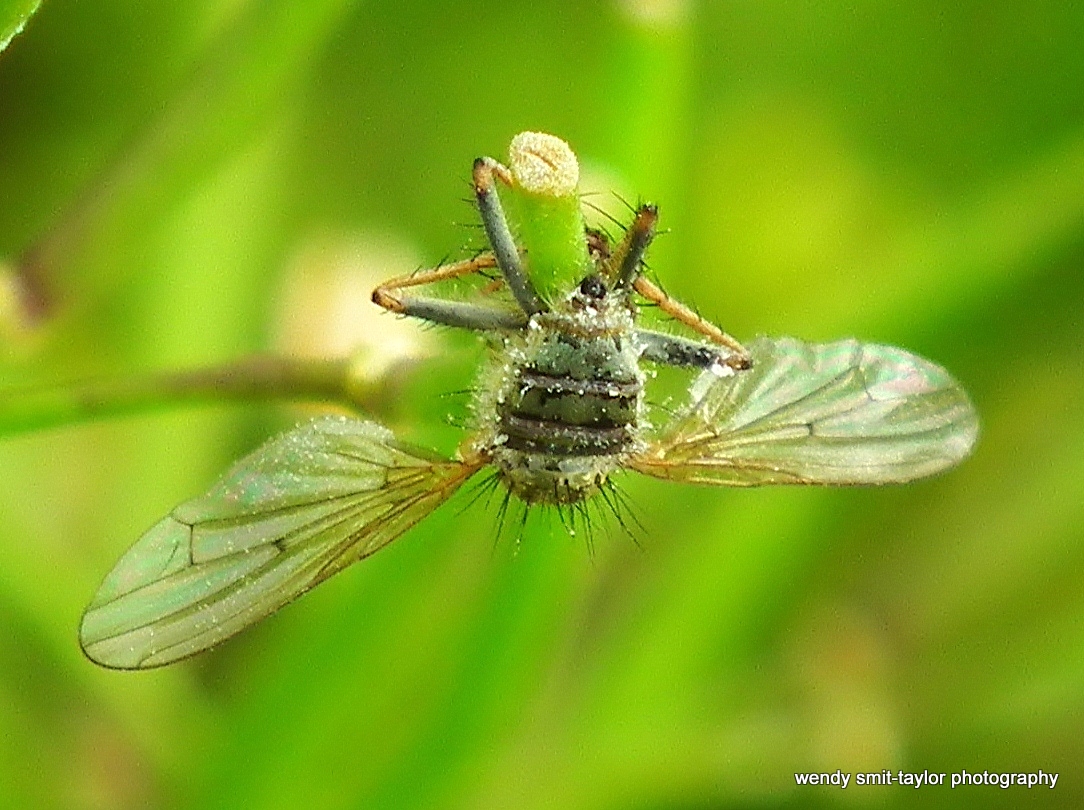 Pembrokeshire Wildlife: the upside down world of flies