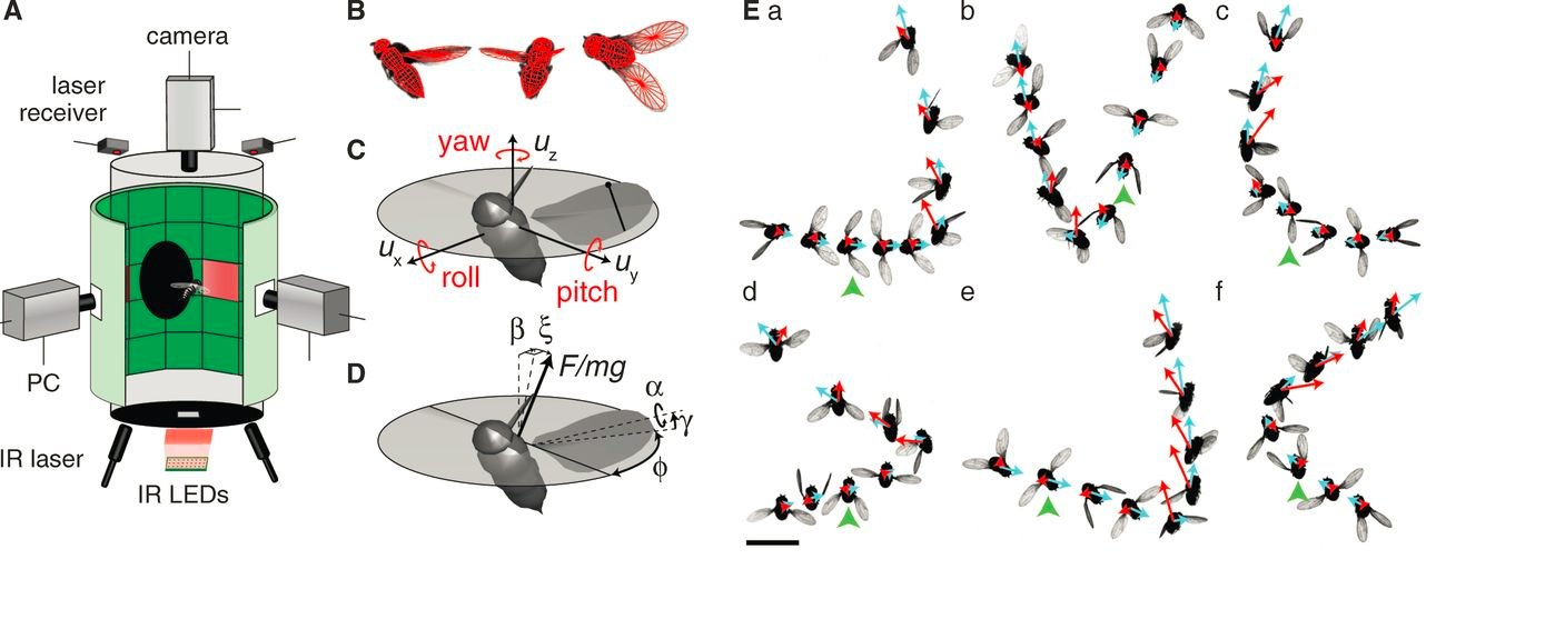 Etológia: Muslica-manőverek