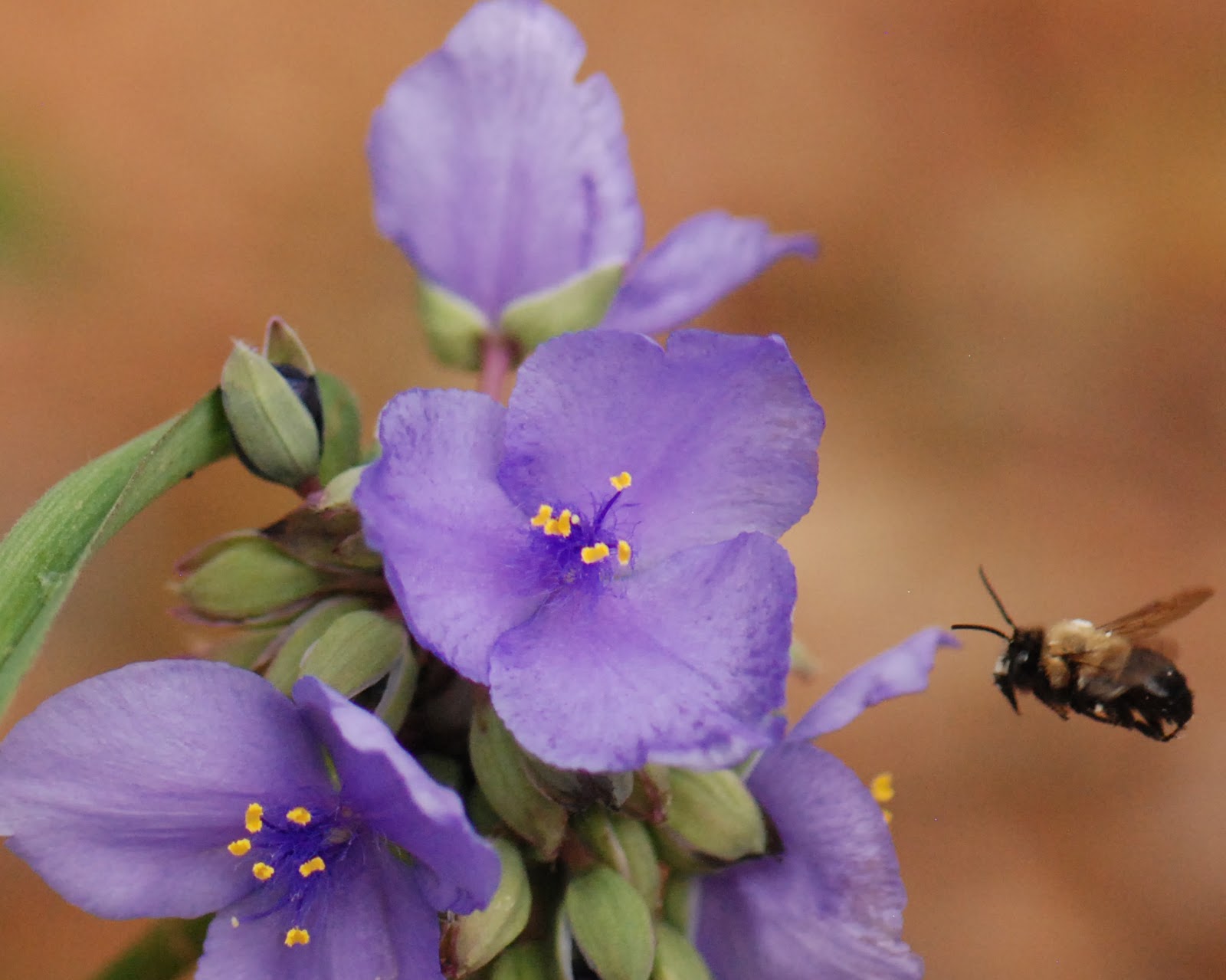 Gaia Garden: Southeastern Blueberry Bees