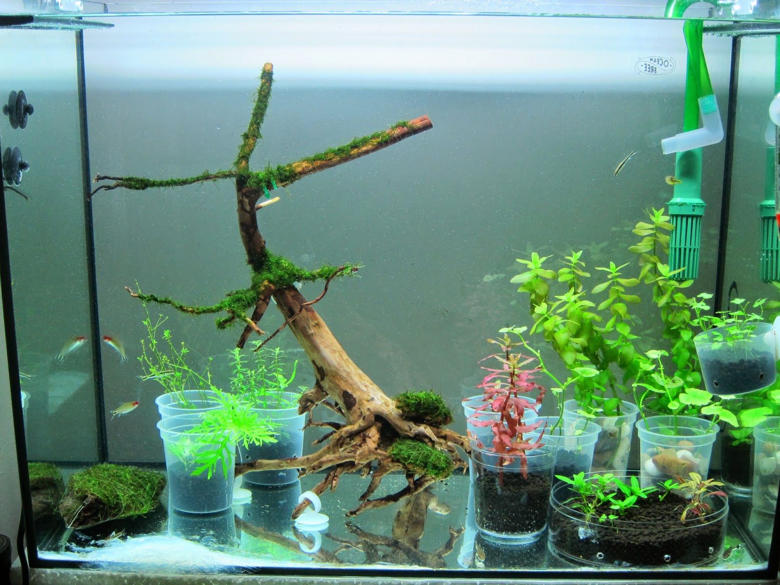 Fish, Plants, and Hamsters: Day 24: Low-Tech Tank