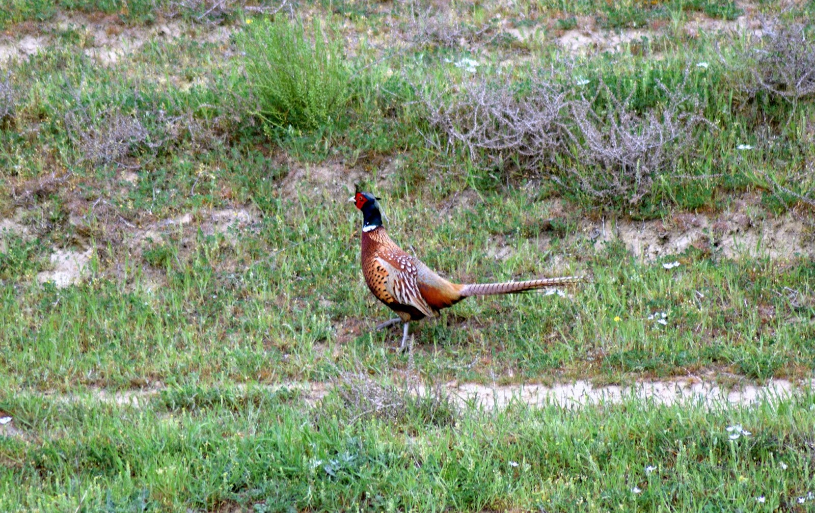 Frumusetile naturii: Fazanul (Phasianus colchicus)
