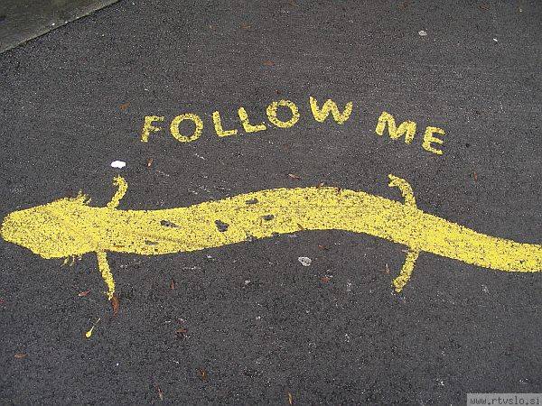 The Pezhumano Experience: ¿Quién es el Pez Humano?