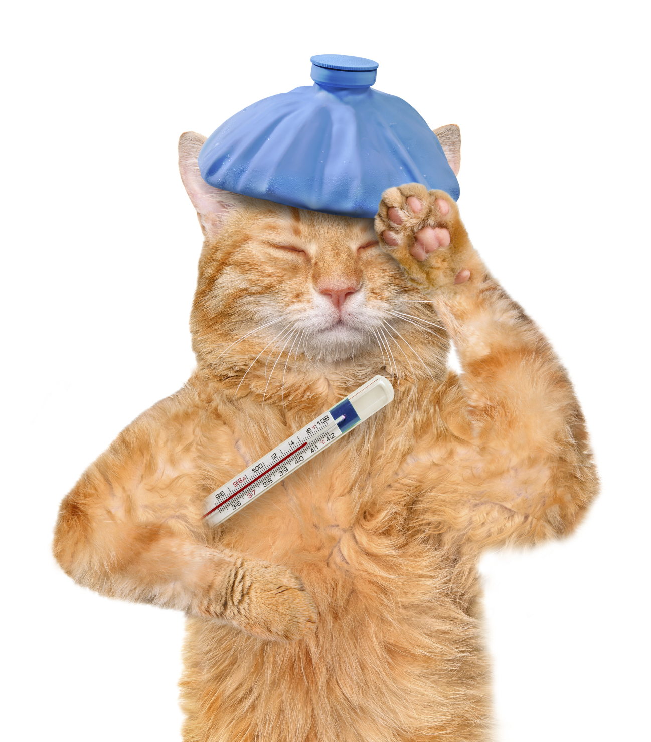 Edmonds Veterinary Hospital Edmonds Veterinary Hospital