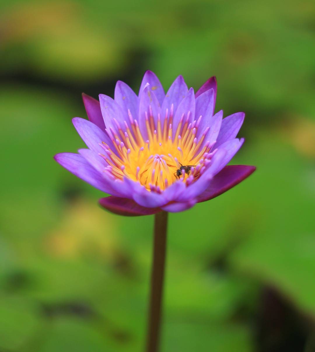 filosofi teratai dan bunga lotus