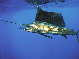 Ikan Marlin | Semua Hal Tentang Memancing