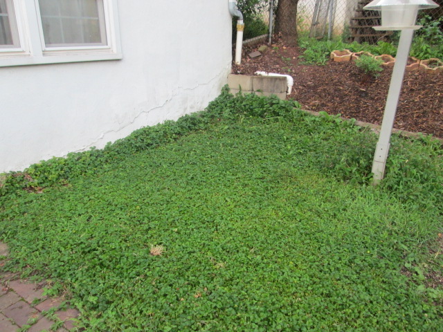 Wild Strawberry Ground Cover