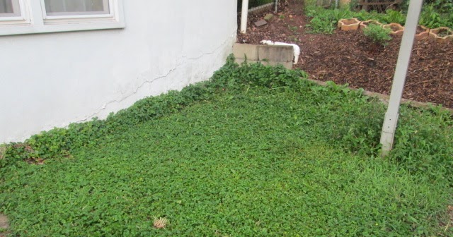 Ecofrugal Living: The ultimate ground cover?
