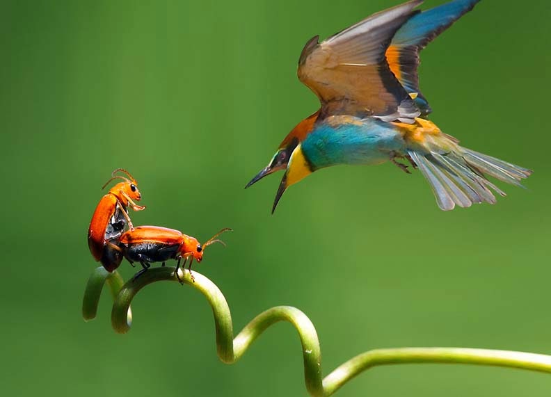 Photo-Hut: Birds Catching Insects