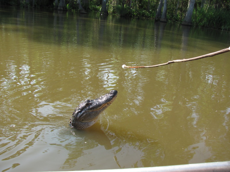 Gregory Family: Baton Rouge , LA Swamp People