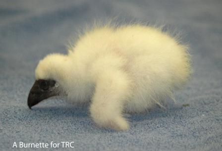 The Raptor Center: Baby Raptor Species is a Turkey Vulture!