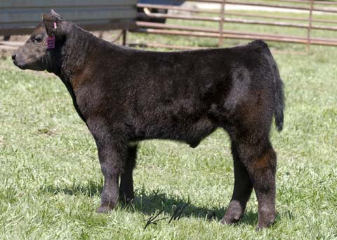 Lautner Farms: Pesek Cattle Farm Spring Pasture Online Sale