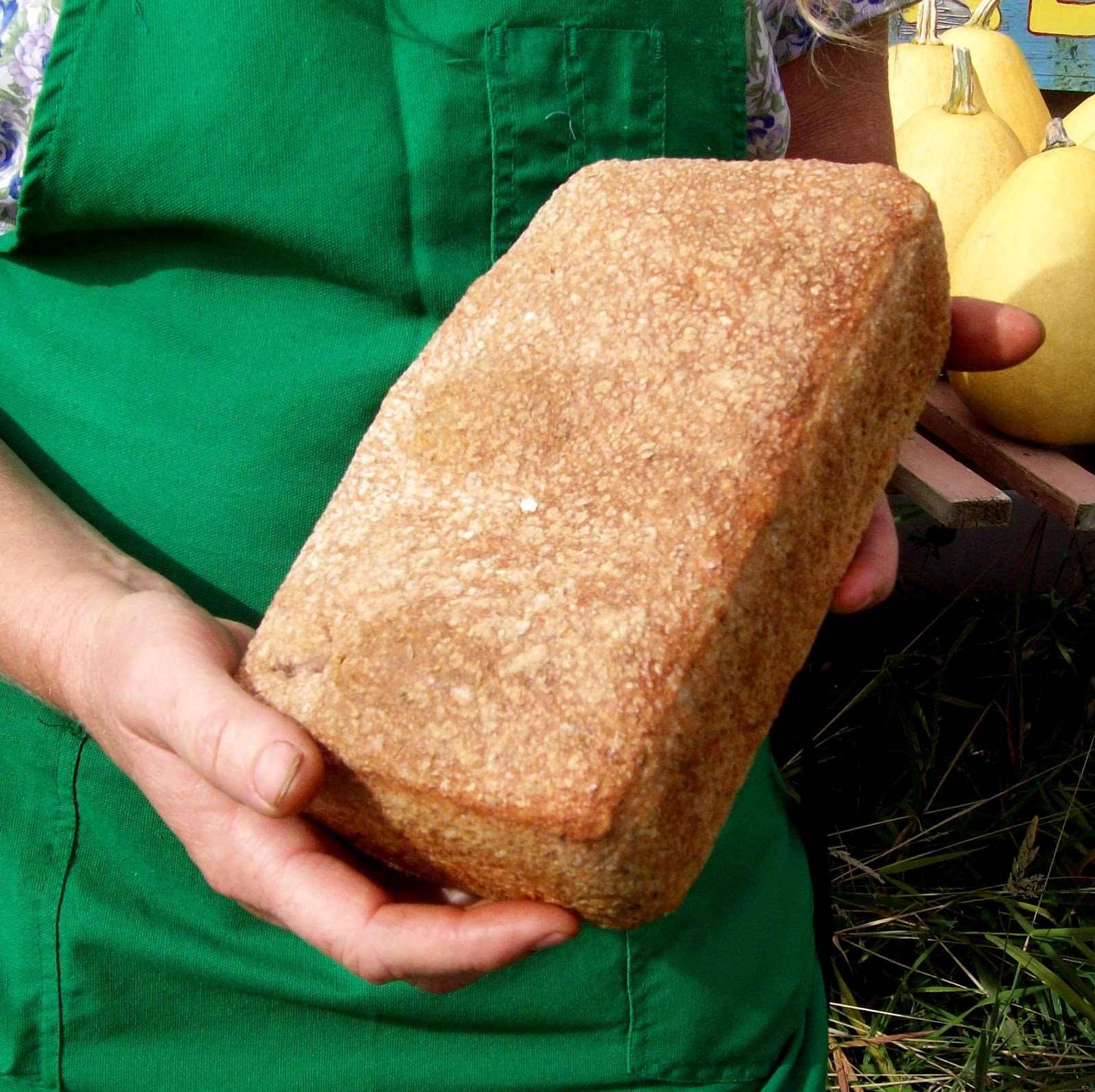 The Sharing Gardens : Grow Your Own 'Blue Corn'