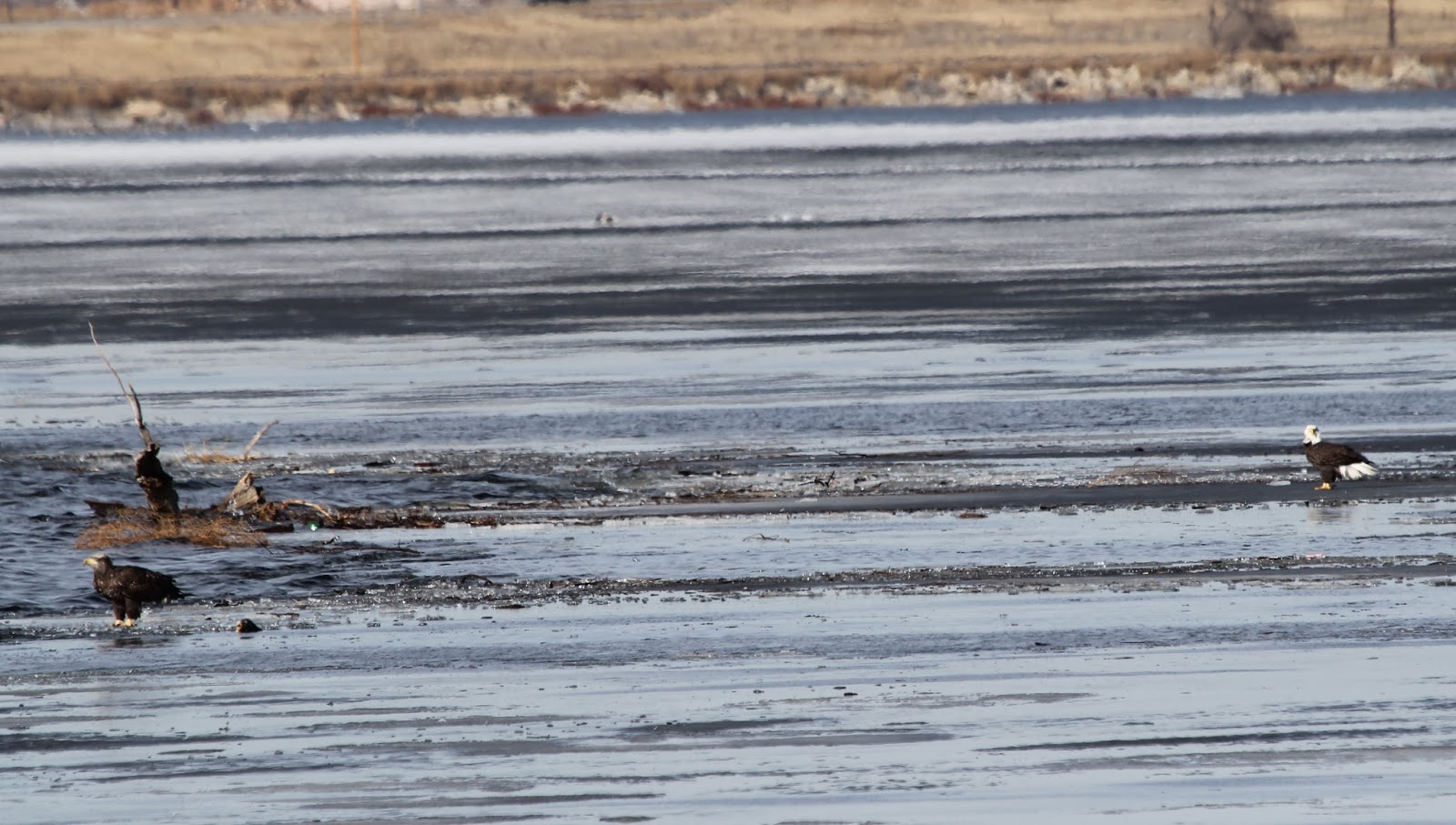 Barr Lake – Stephen Bodio