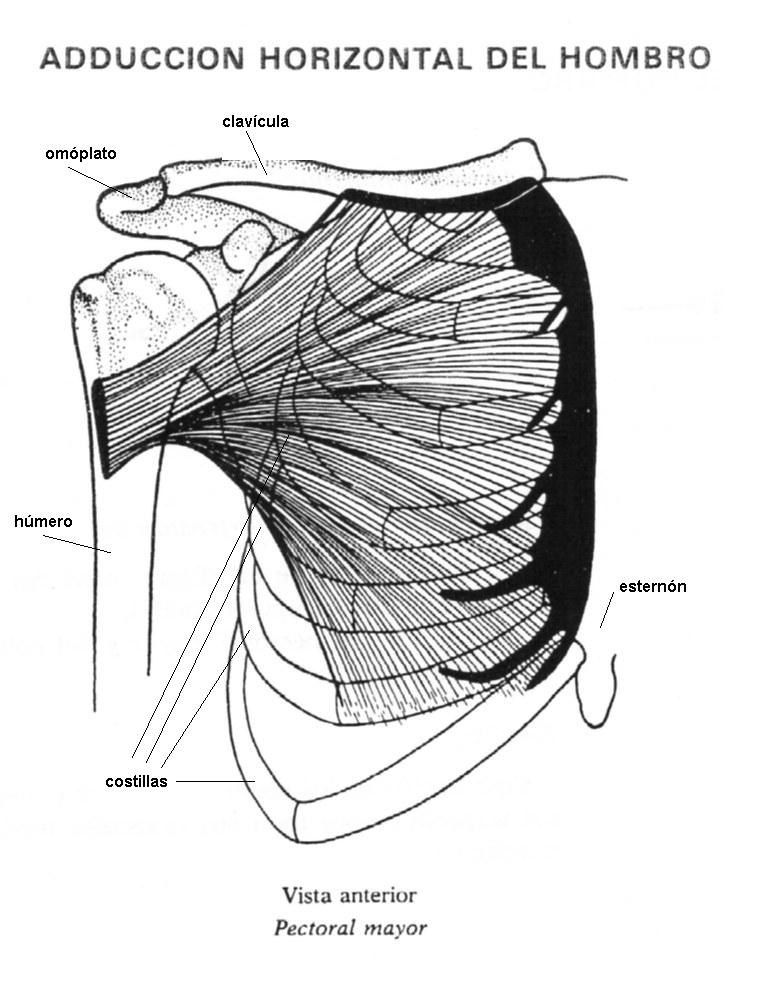 Msculos Aductores Del Hombro