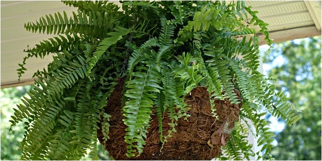 15 Tanaman Hias Sehat Pembersih Udara Ruangan | Segaar | Desain Rumah ...