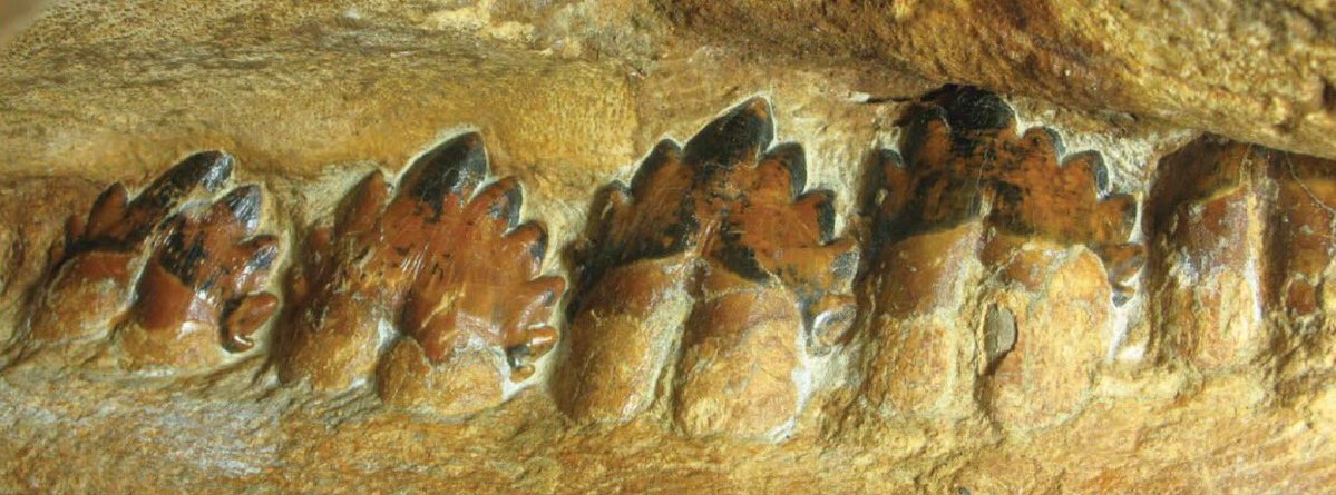 Species New to Science: [PaleoMammalogy • 2017] Inticetus vertizi • A ...