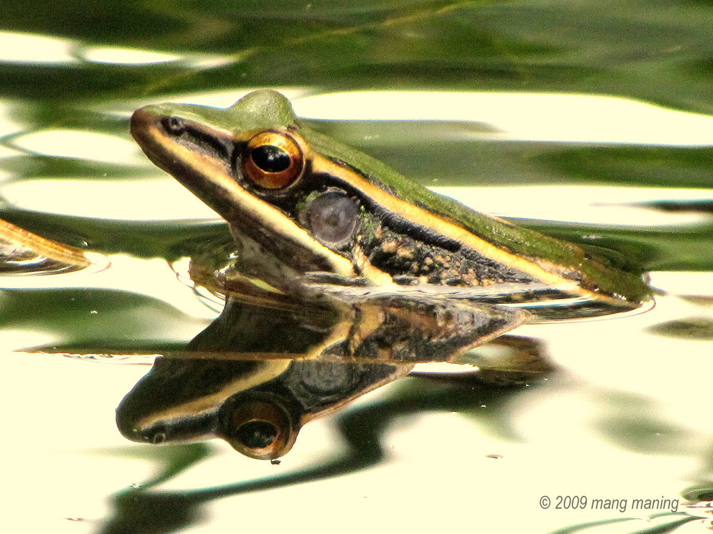 palaka - philippin news collections