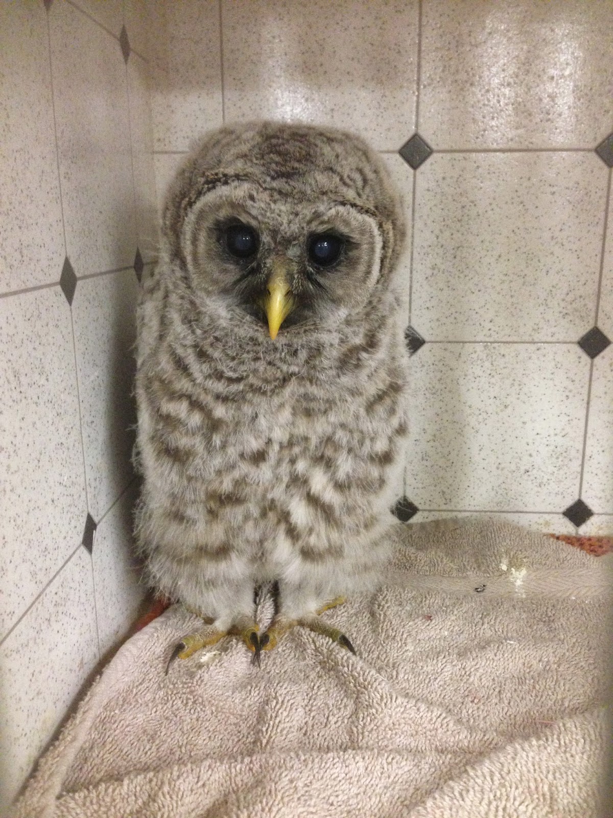 World Bird Sanctuary: Baby Season