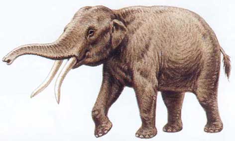 Paleontología en Colombia: Mastodontes en Colombia (I Parte)
