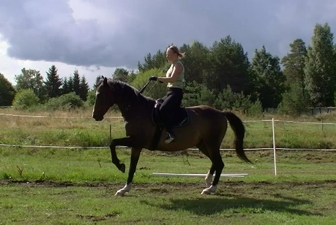 NATURAL HORSEMANSHIP Esprit & Helen : New videos! Bitless natural ...