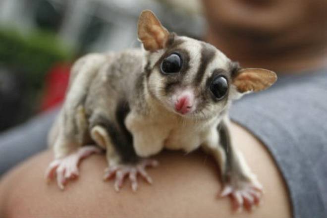 Top 10 Best And Cute Exotic Pets To Own Pictures Pets4Good Best top-10-best-and-cute-exotic-pets-to-own-pictures-pets4good-best
