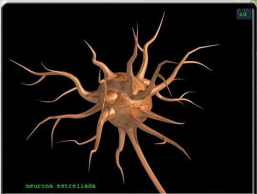 EL TOPBLOG: CC.NN - LA CÉLULA