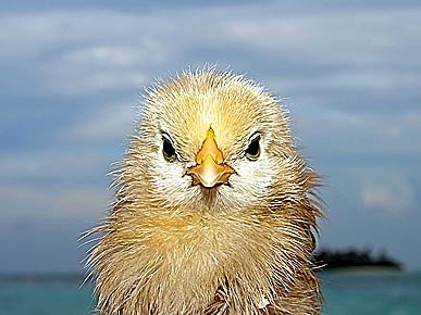 Cowlitz County Emergency Management: Judgmental Bird Judges You