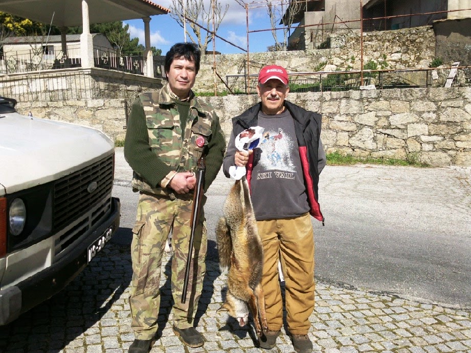 Clube de Caça e Pesca de Azurara: Raposas e saca-rabos