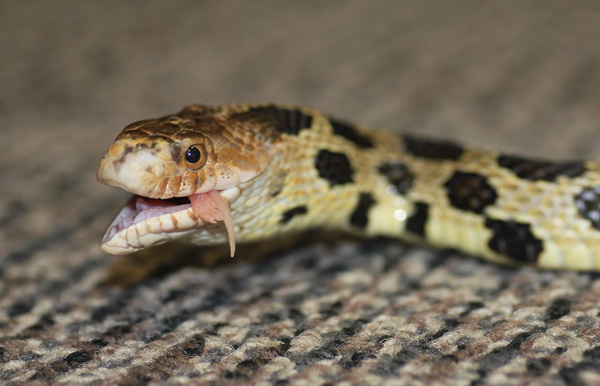 MObugs: Western Fox Snake