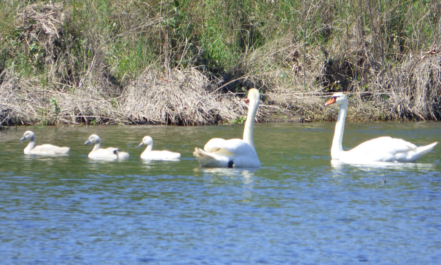 Geotripper's California Birds: Mute Swan Family on the Tuolumne River ...