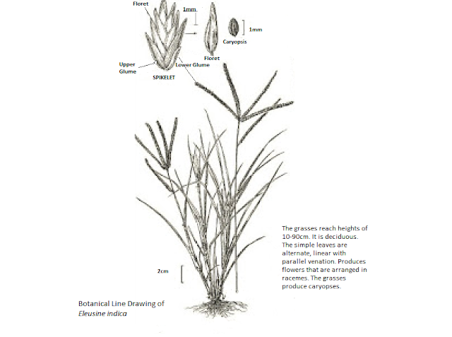 Goosegrass/Paragis- 10 Potential Health Benefits, Use and General ...